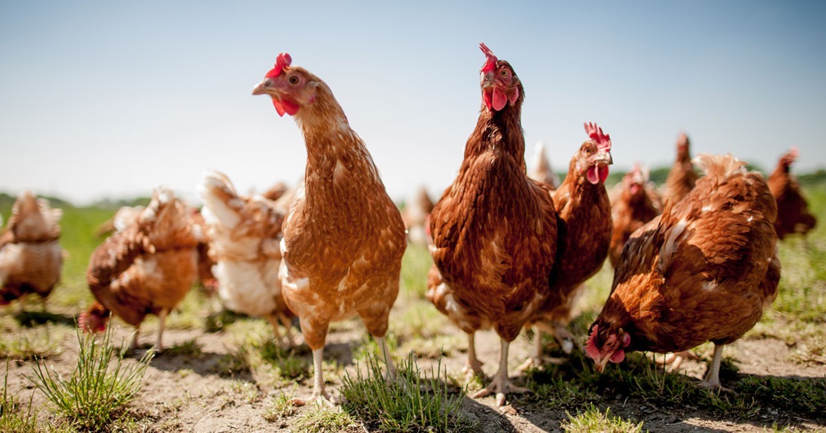 Comprar Pollo 100% Ecológico - Campos Carne Ecológica